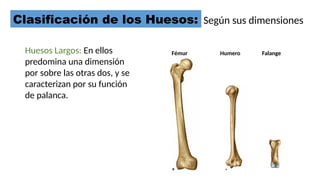 ANATOMIA FUNCIONAL SISTEMA OSEO . PRESENTACION | PPTX
