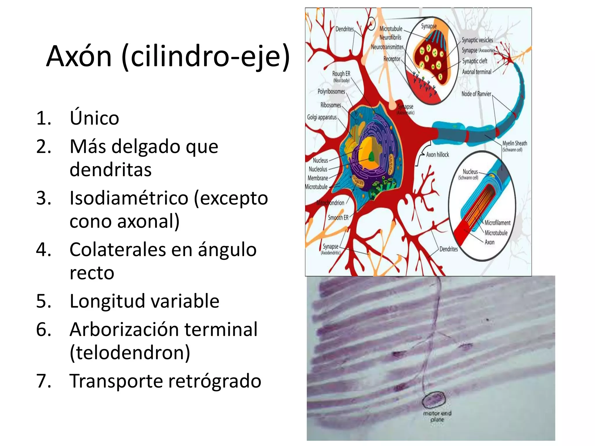 Clase 7 Tejido Nervioso | PPTX