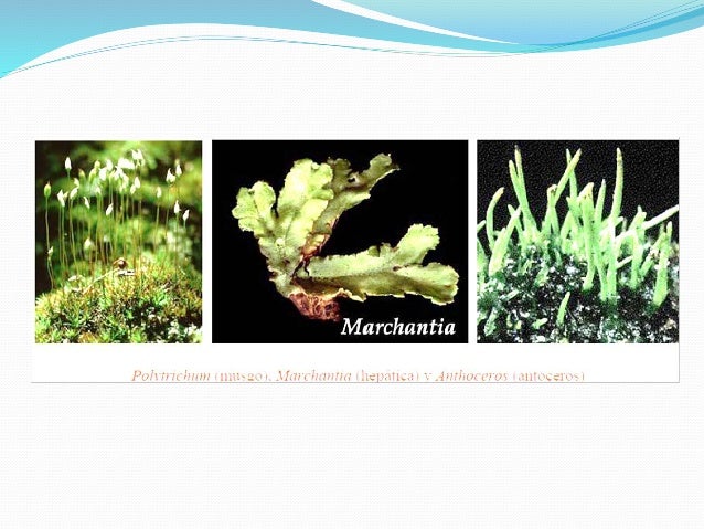 Caracteristicas De Plantas Nao Vasculares