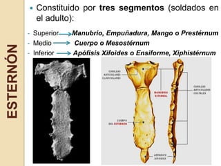 Clase 7 Torax, Costillas y Esternon Osteologia 2023.pdf