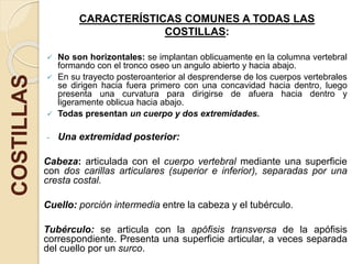 Clase 7 Torax, Costillas y Esternon Osteologia 2024.pdf