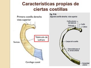 Clase 7 Torax, Costillas y Esternon Osteologia 2024.pdf