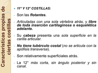 Clase 7 Torax, Costillas y Esternon Osteologia 2024.pdf