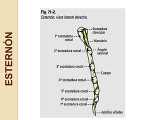 Clase 7 Torax, Costillas y Esternon Osteologia 2025.pdf