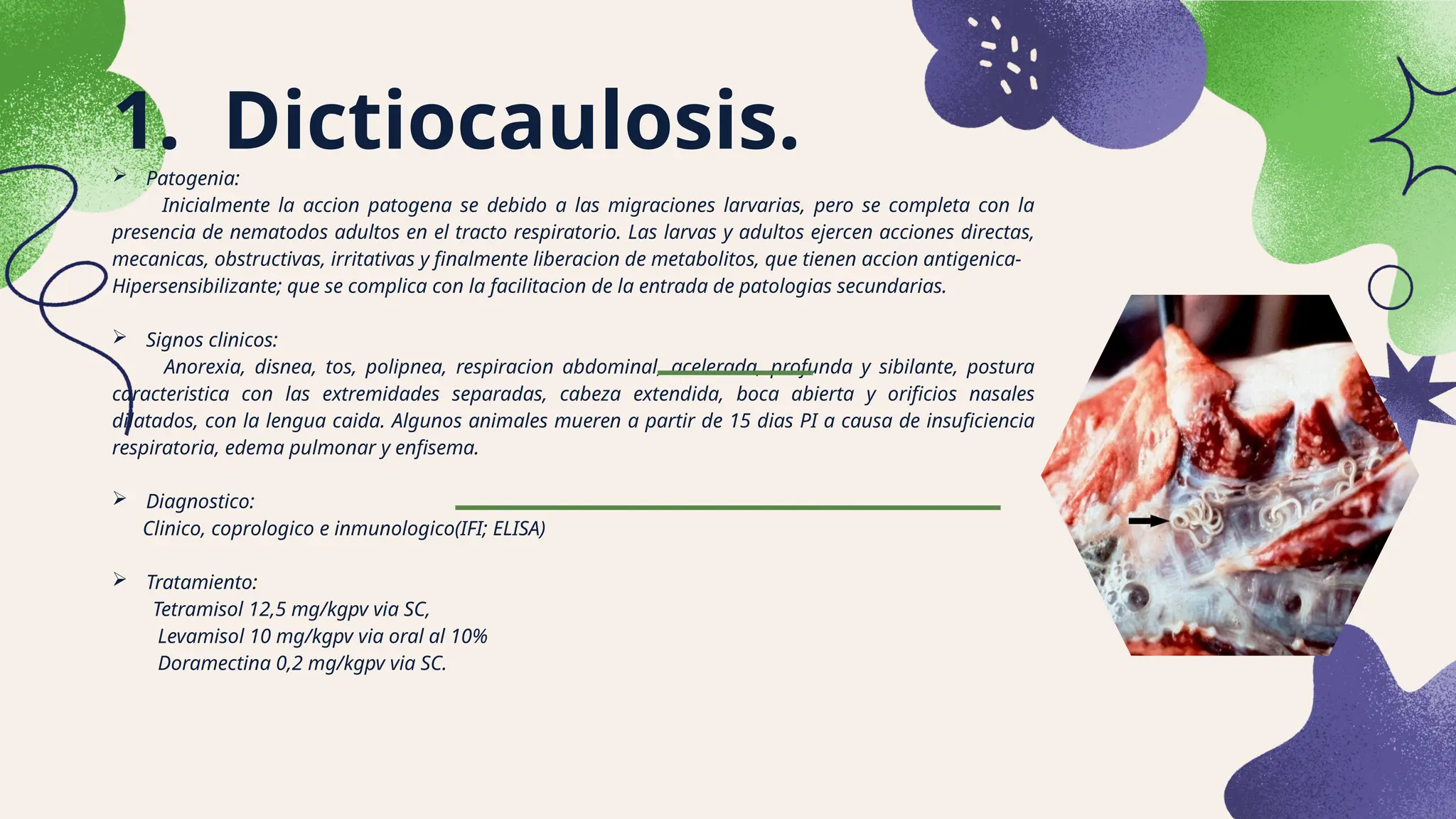 Clase 8. Enfermedades parasitarias de los sist. respiratorio, nervioso ...