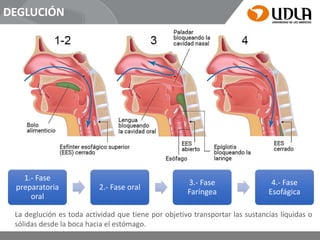 Clase 8 - Sistema Digestivo_2 (3).pptx
