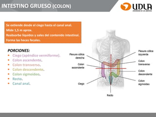 Clase 8 - Sistema Digestivo_2 (3).pptx