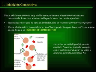 Clase 8 Estrategias De Regulacion Enzimatica | PPT