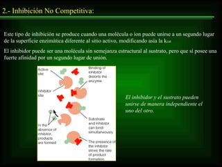 Clase 8 Estrategias De Regulacion Enzimatica | PPT
