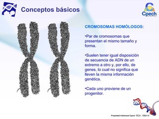 Ciclo celular y Mitosis | PPT