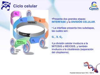 Ciclo celular y Mitosis | PPT