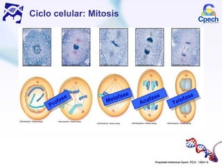 Ciclo celular y Mitosis | PPT