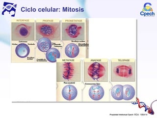 Ciclo celular y Mitosis | PPT
