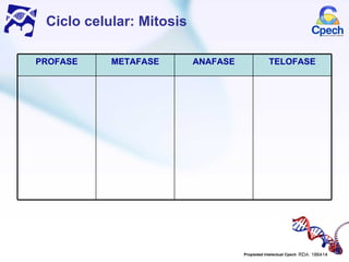 Ciclo celular y Mitosis | PPT