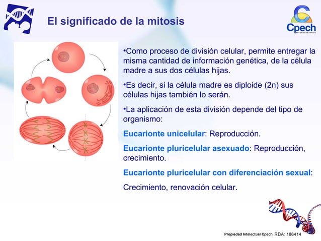 Ciclo celular y Mitosis | PPT