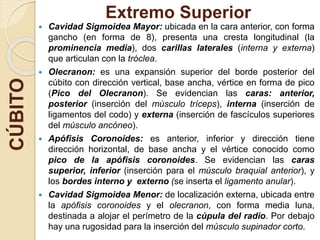 Clase 8 Miembro Superior Osteologia 2024.pdf
