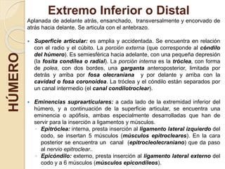 Clase 8 Miembro Superior Osteologia 2025.pdf