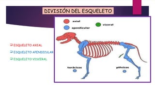 Clase 8 Radiologia. Estudio radiológico del esqueleto apendicular.pptx