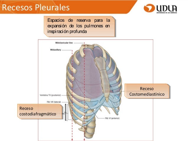 aparato respiratorio