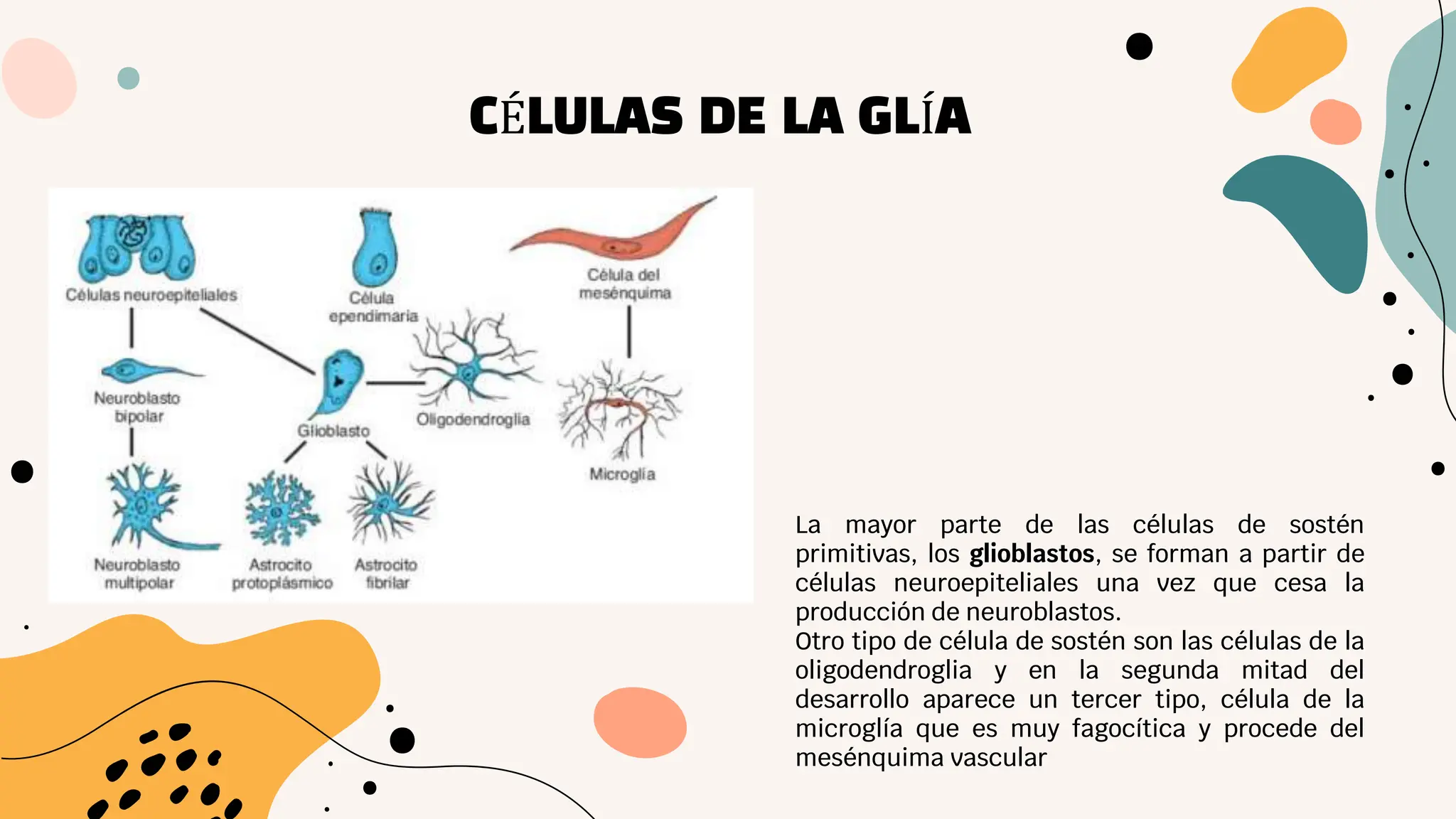EMBRIOLOGIA DEL SISTEMA NERVIOSO CENTRAL PPX | PPTX
