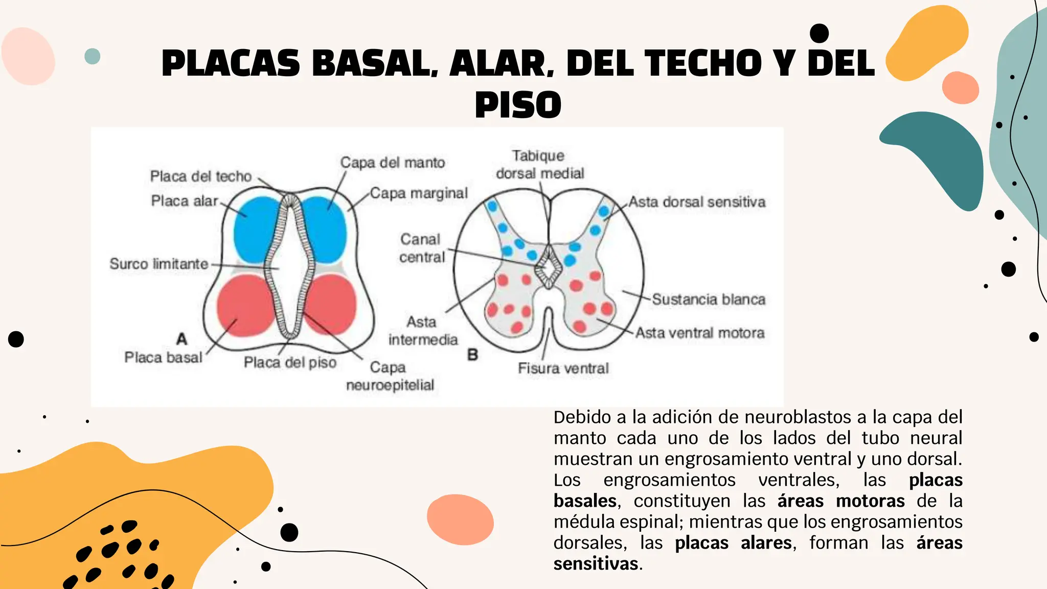 EMBRIOLOGIA DEL SISTEMA NERVIOSO CENTRAL PPX | PPTX