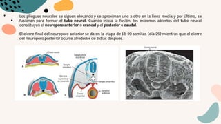 EMBRIOLOGIA DEL SISTEMA NERVIOSO CENTRAL PPX | PPT