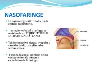 tejido respiratorio | PPTX