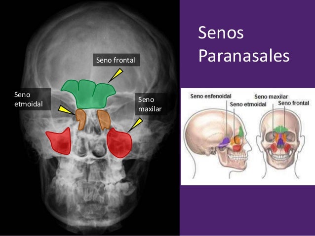SENOS PARANASALES - Mind Map