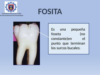 Clase 9 - ELEMENTOS ARQUITECTONICOS DE LOS DIENTES - copia.pptx