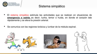 SNA simpatico y parasimpatico, contraccion musculo liso y cardiaco 2024 ...