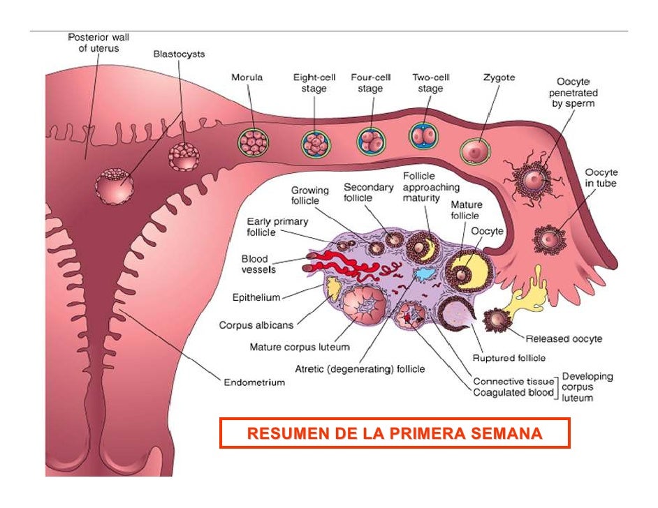 Clase 9 Fecundacion e Implantacion_ VERSION II