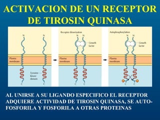 Clase 9 mecanismos de señalizacion celular parte 2 | PPT