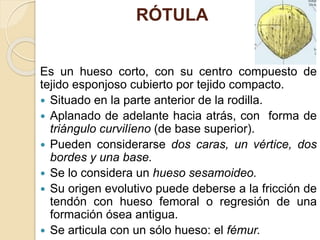 Clase 9 Miembro Inferior Osteologia 2023.pdf