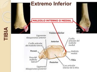 Clase 9 Miembro Inferior Osteologia 2023.pdf