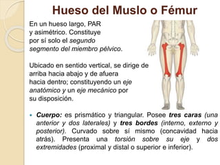 Clase 9 Miembro Inferior Osteologia 2025.pdf
