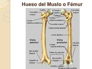 Clase 9 Miembro Inferior Osteologia 2025.pdf
