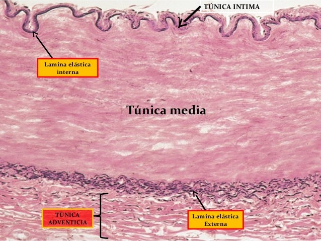 Clase 9 sistema circulatorio