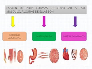 CLASE 9 SISTEMA MUSCULAR.ppt