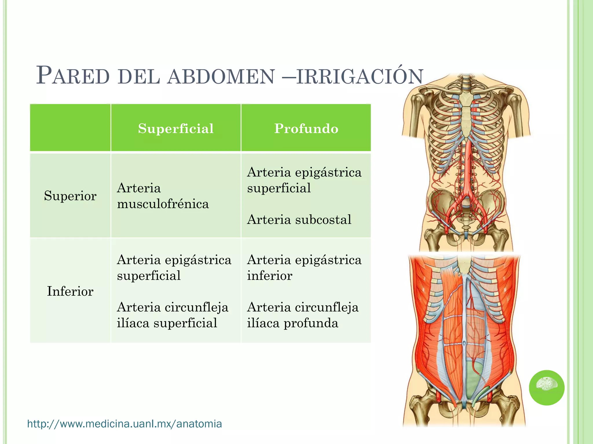 Clase Anatomia de Abdomen | PDF