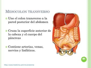 Clase Anatomia de Abdomen | PDF