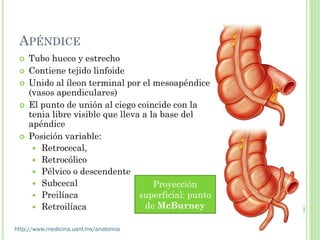 Clase Anatomia de Abdomen | PDF