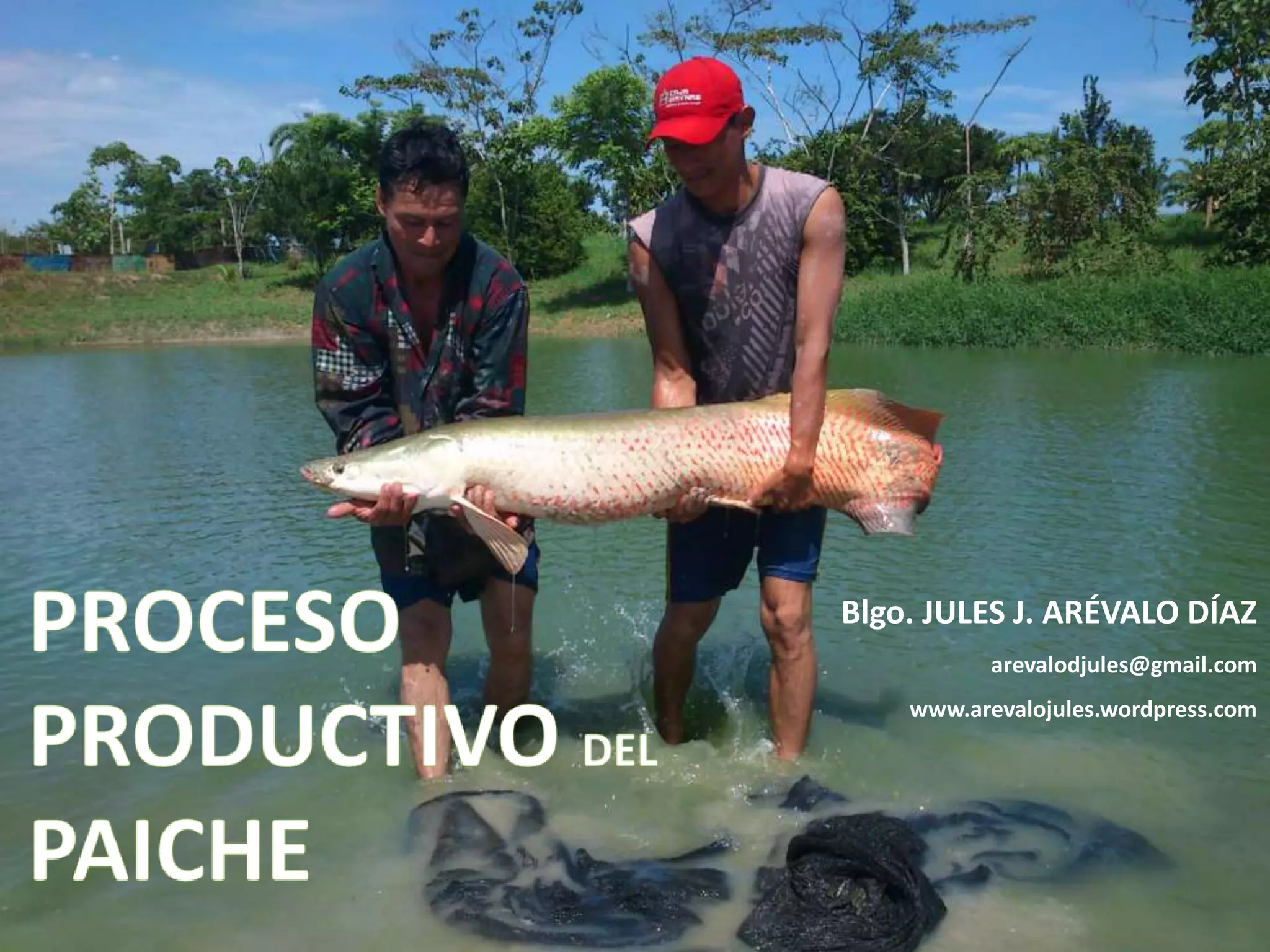 Proceso Productivo del Paiche | PPTX