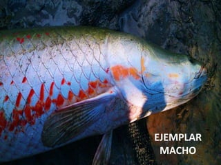 Proceso Productivo del Paiche | PPTX