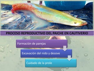 Proceso Productivo del Paiche | PPTX