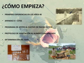 Proceso Productivo del Paiche | PPTX