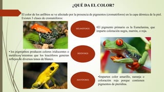 Clase amphibia | PPTX
