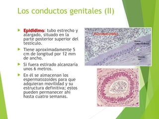 CLASE ANATOMIA APARATO REPRODUCTOR MASCULINO.ppt