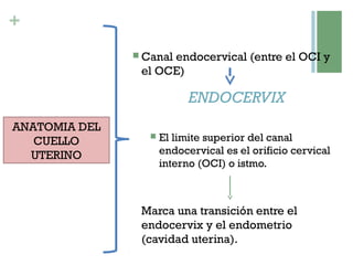 Clase anatomia cuello .citologia | PPT