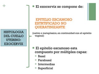 Clase anatomia cuello .citologia | PPT