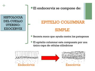 Clase anatomia cuello .citologia | PPT